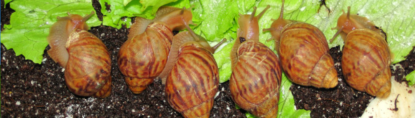 Caracolus sagemon :: tykadla